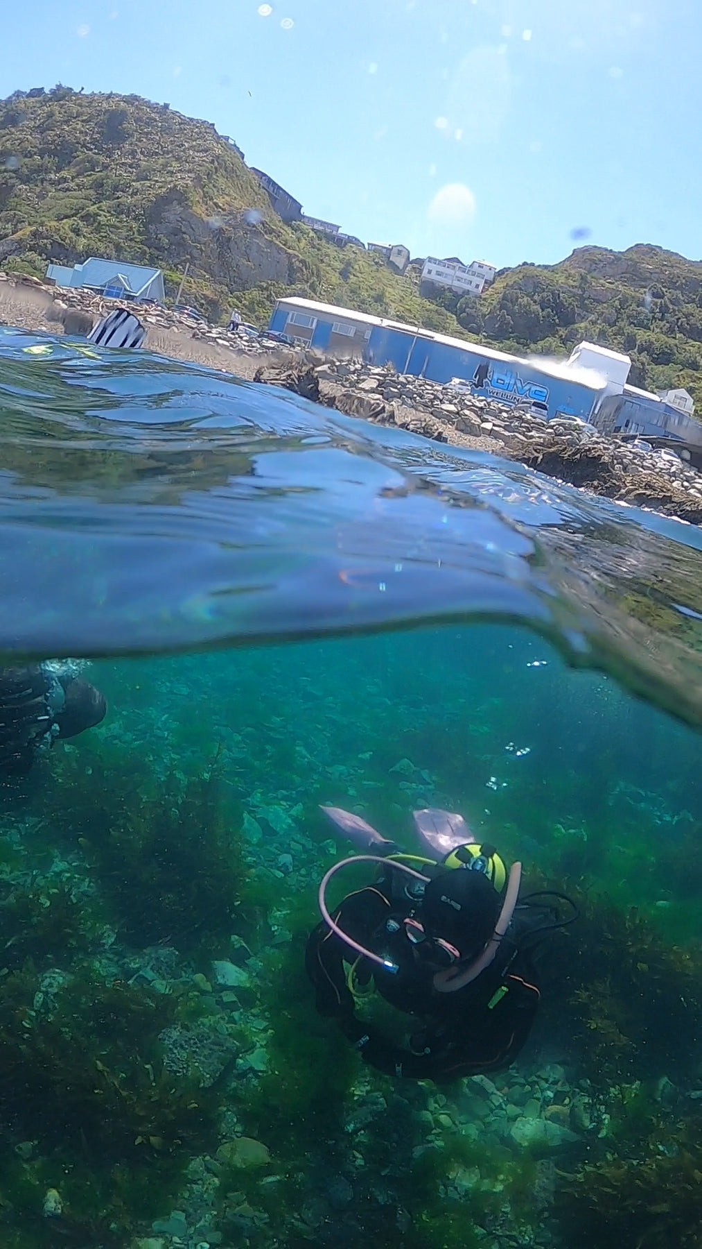 Dive Club – divewellington